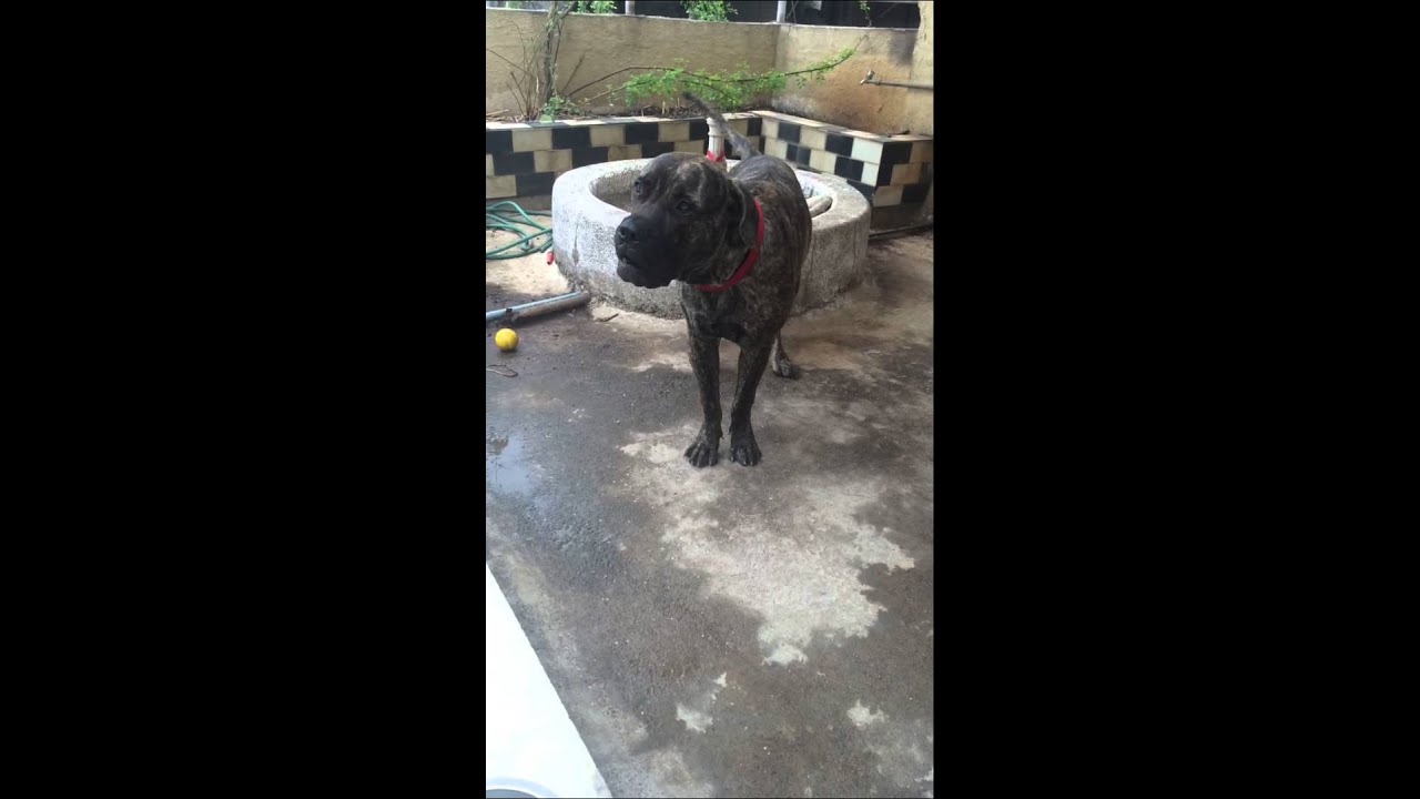 When a dog is angry and bull mastiff speaks - YouTube