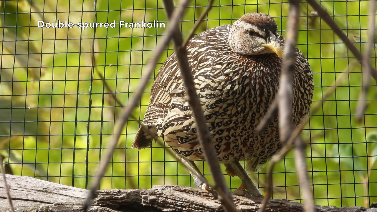 Double-spurred Francolin - YouTube