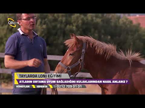 Küheylan - Isparta - Taylarda Lonj Eğitim