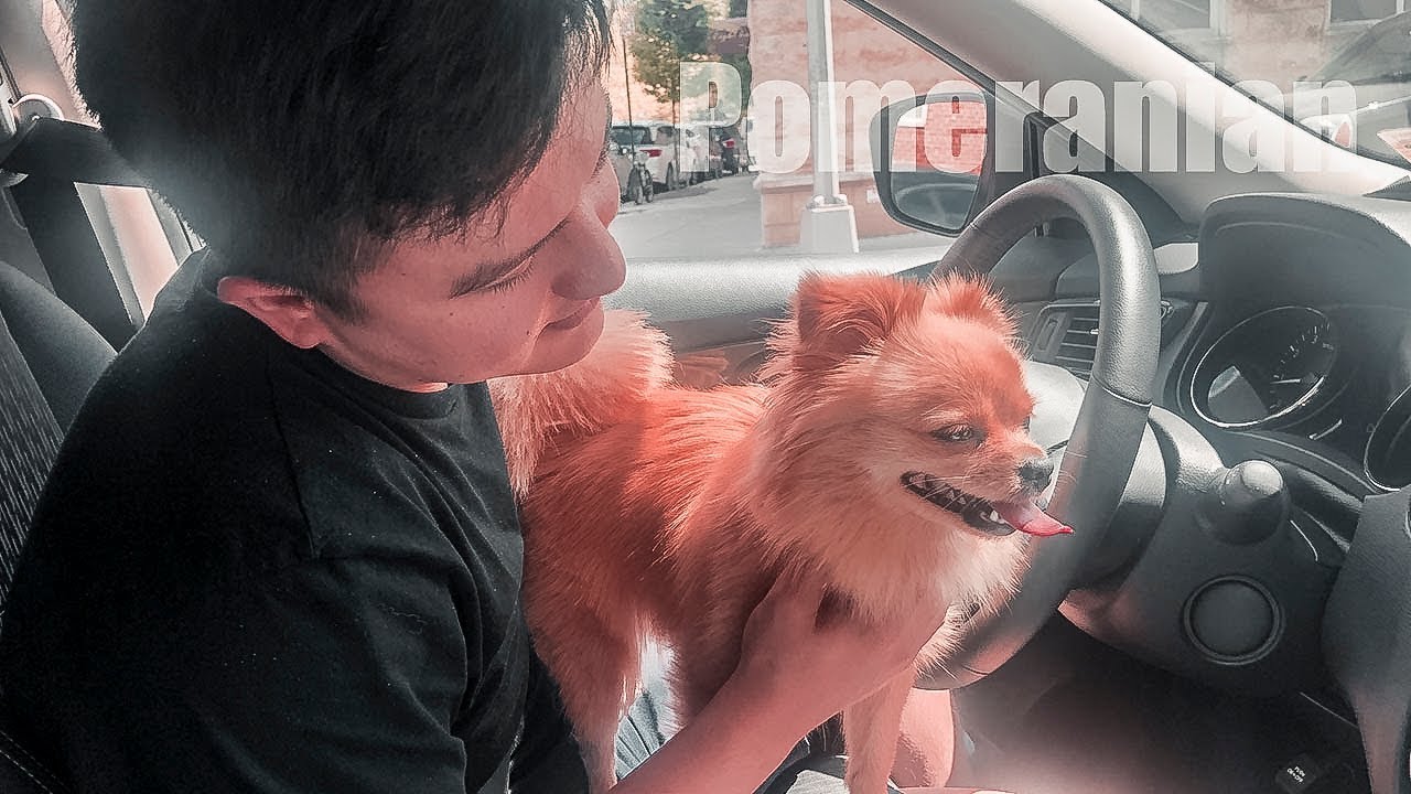 Should I Buy A Dog YouTube Should I Buy A Dog YouTube
