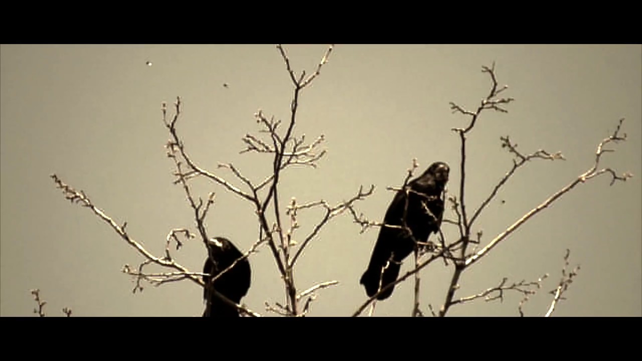 The Crawling - Wolves and the Hideous White OFFICIAL video - YouTube