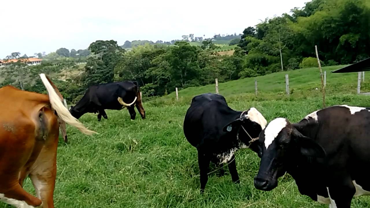 Vacas horras para la venta - YouTube