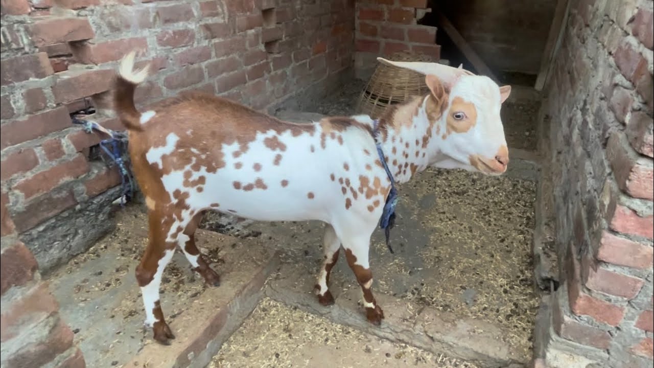 Barbari Bakra (Barbari Breeder) for Sale in Lucknow - YouTube