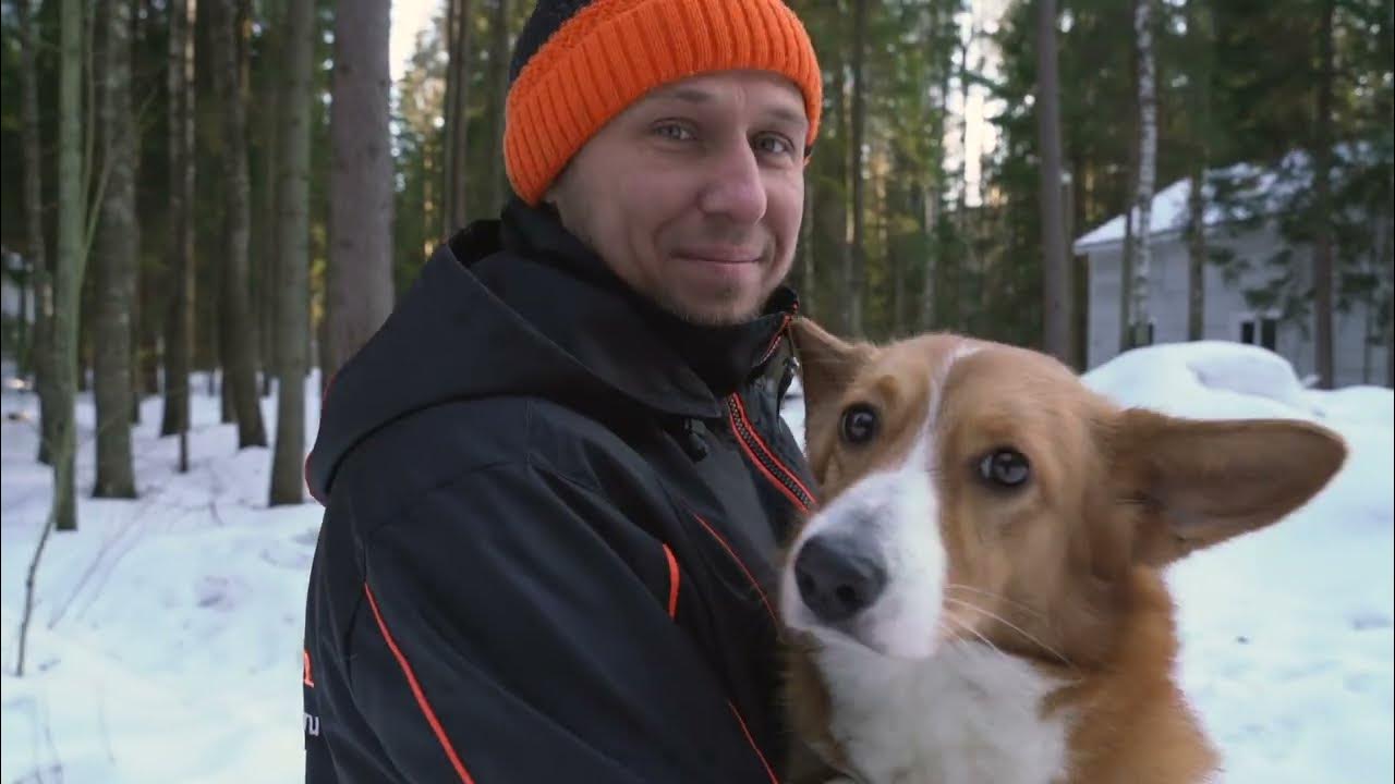 КОРГИ КАРДИГАН - ЧТО НУЖНО ЗНАТЬ ПРЕЖДЕ ЧЕМ КУПИТЬ? - YouTube