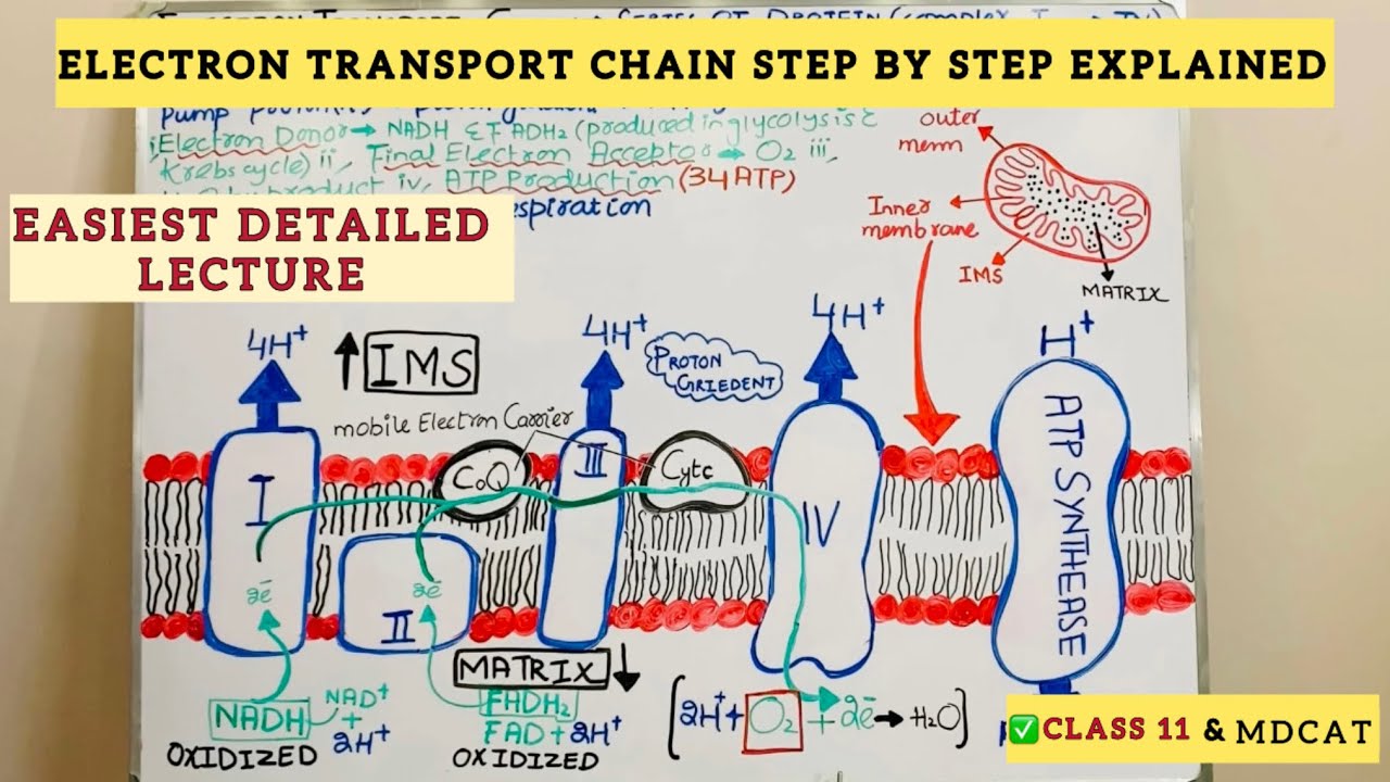 Electron Transport Chain Explained | ATP Production | Lec 11 | Class 11 ...