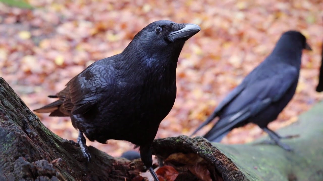 Beautiful Moment With Crows In The Forest - YouTube