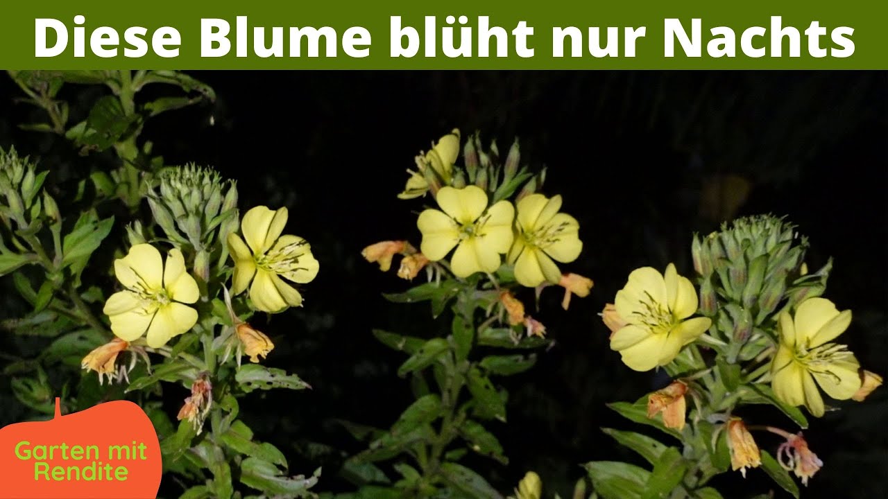 Wunderbar Welche Blumen Schliessen Sich Nachts Fotos