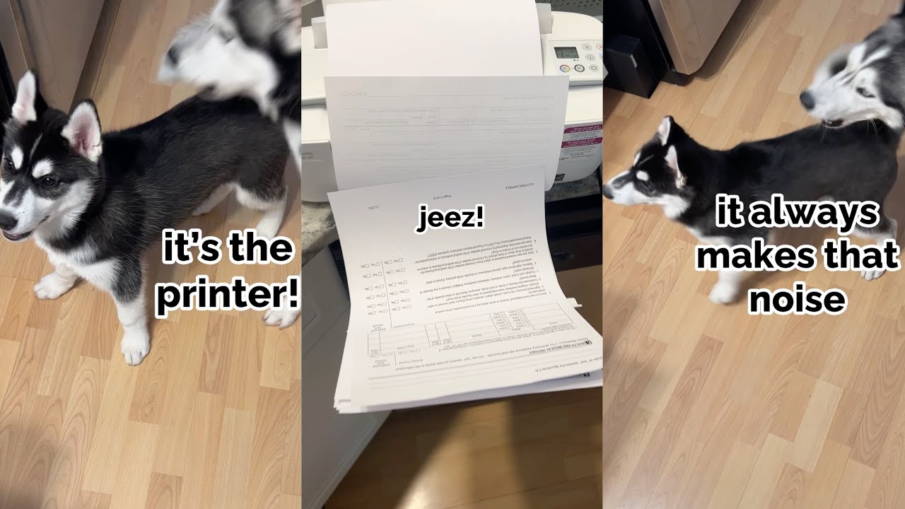 puppy yells at the printer!! This Husky is so funny! - YouTube