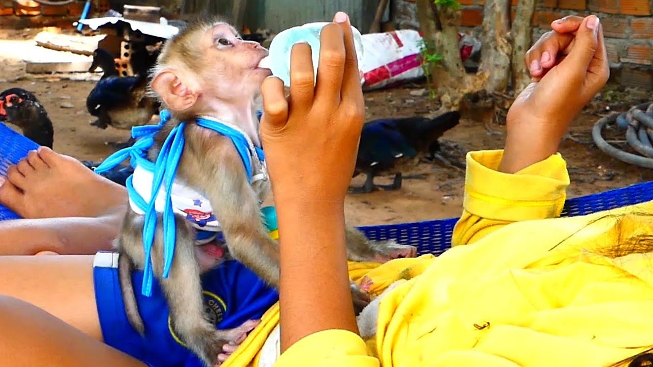Cool milk..! Marvelous baby Ross monkey drink milk so sweet - YouTube