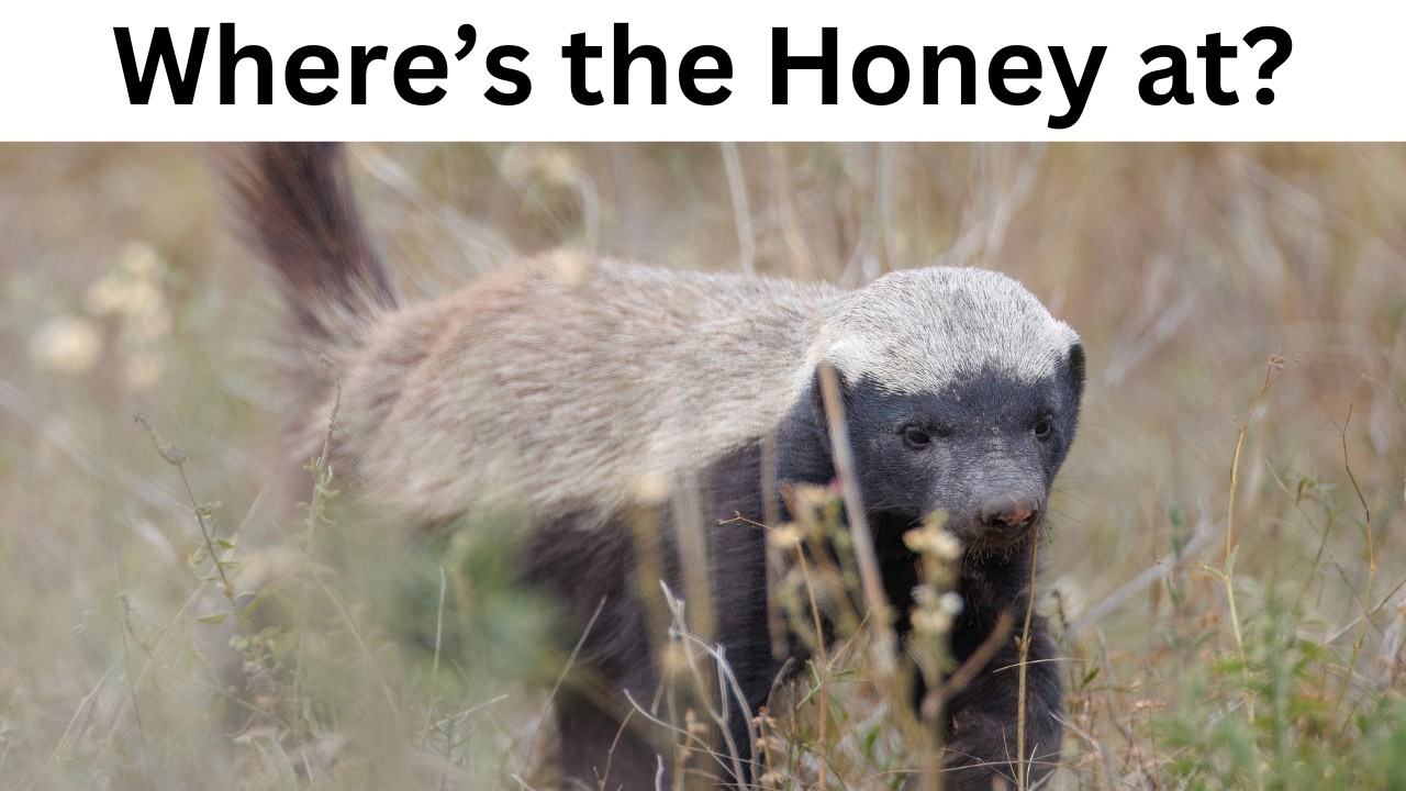 Honey badger - Cape ratel - Mellivora capensis capensis - YouTube