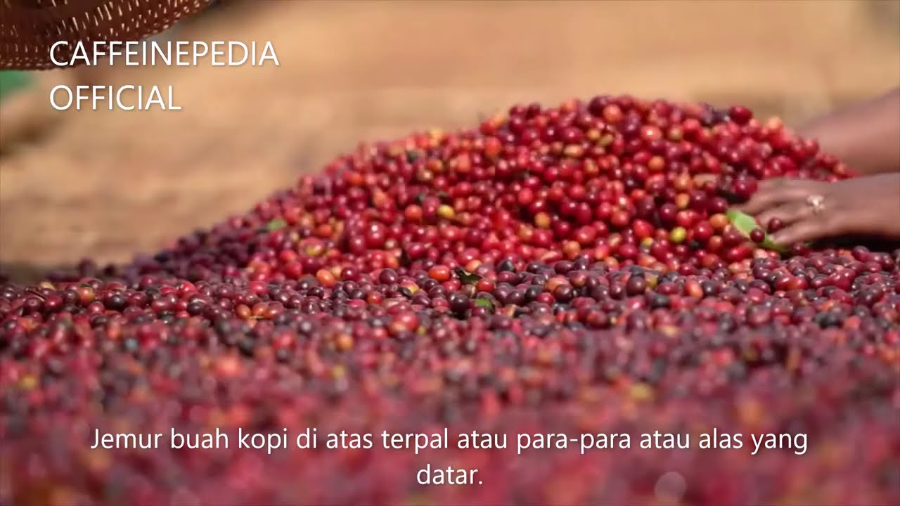 Natural Process Coffee ( Proses Pasca Panen Kopi - Natural Process ...
