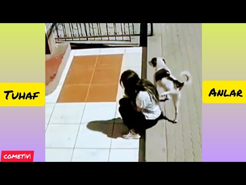 İnsanlar ve Hayvanların Düşündüren Komik Halleri 🤔😂 2021 TikTok, İnstagram En Çok İzlenen Videolar
