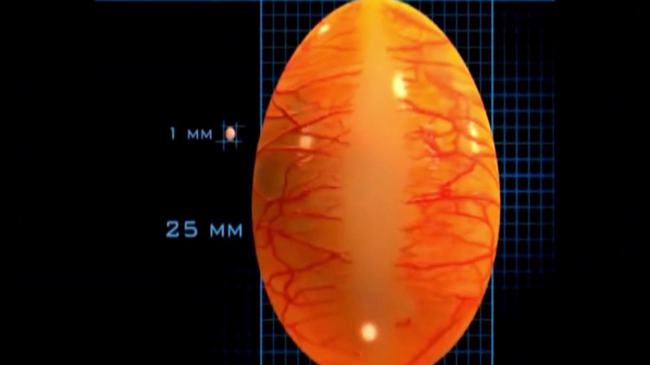Avian Physiology-Anatomy Female Reproductive System 3 - YouTube