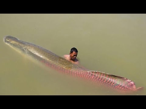 Ikan Raksasa Air Tawar - YouTube