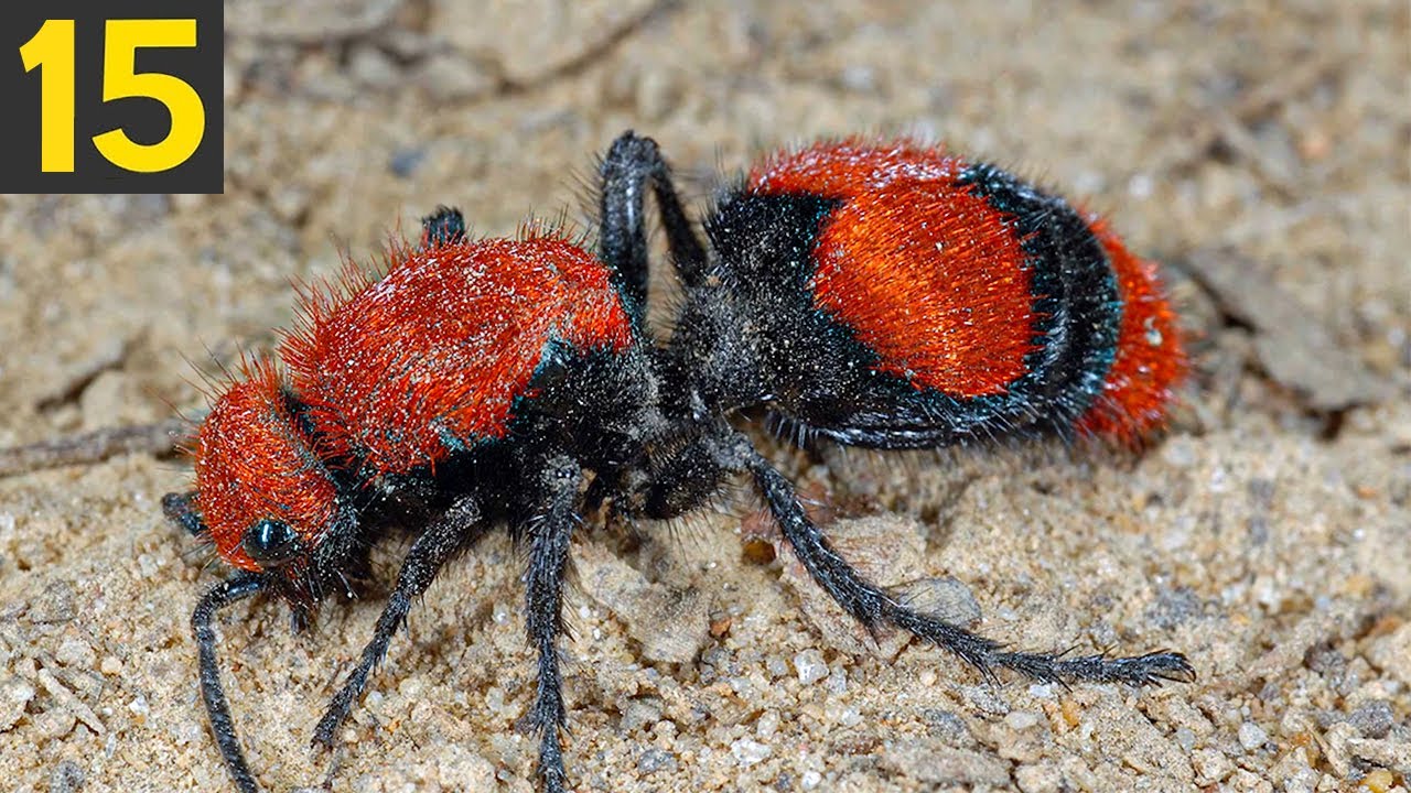 15 MOST HAIRY Insects - YouTube