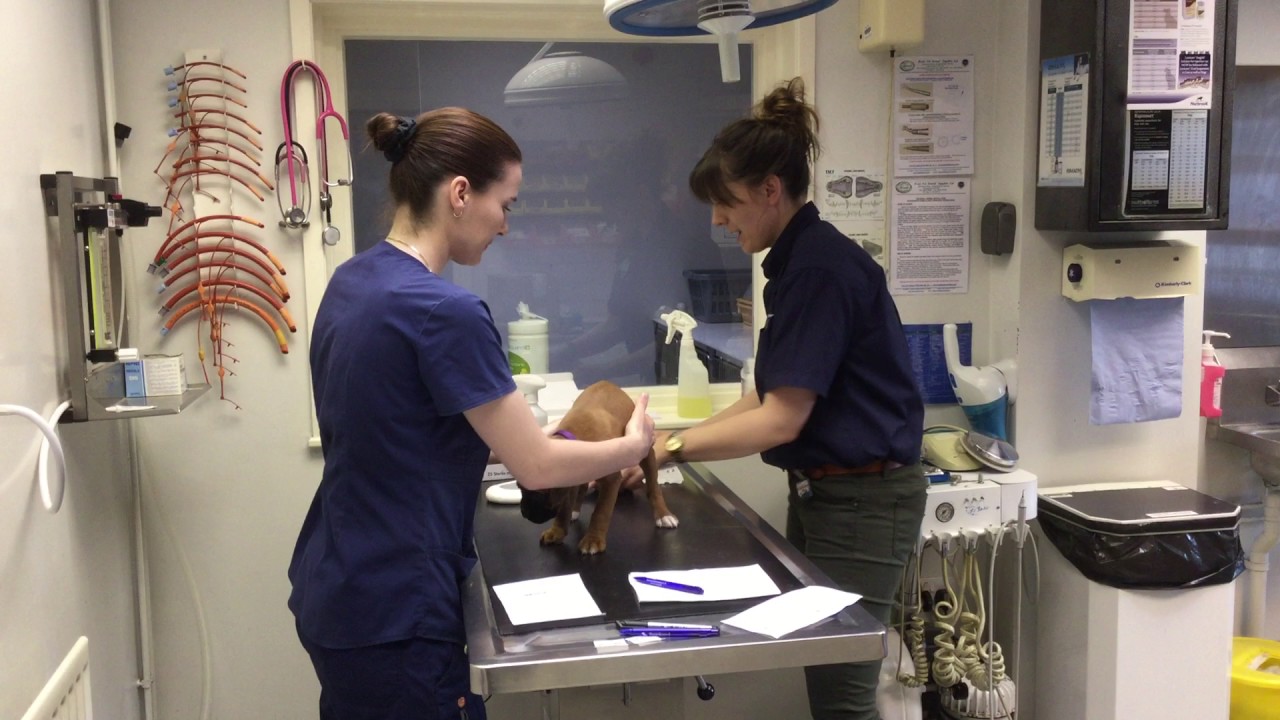 Brookend Vets Microchipping - YouTube