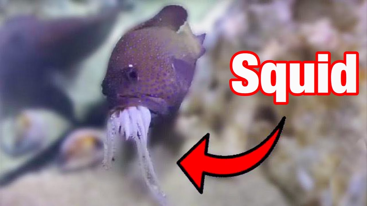 My pet GROUPER eats SQUID! | Saltwater Aquarium | Peacock Grouper ...