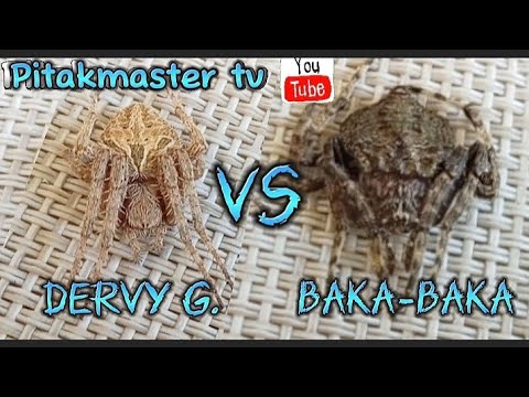 Dervy g. vs Baka-baka - YouTube