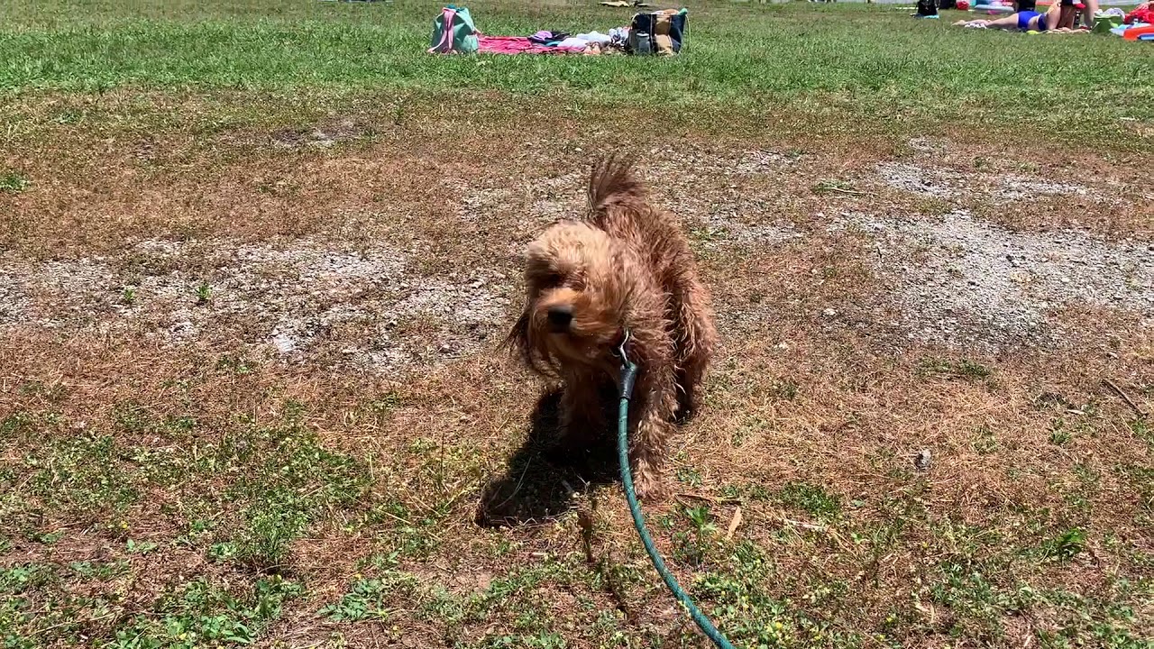 Funny dog dancing salsa - YouTube