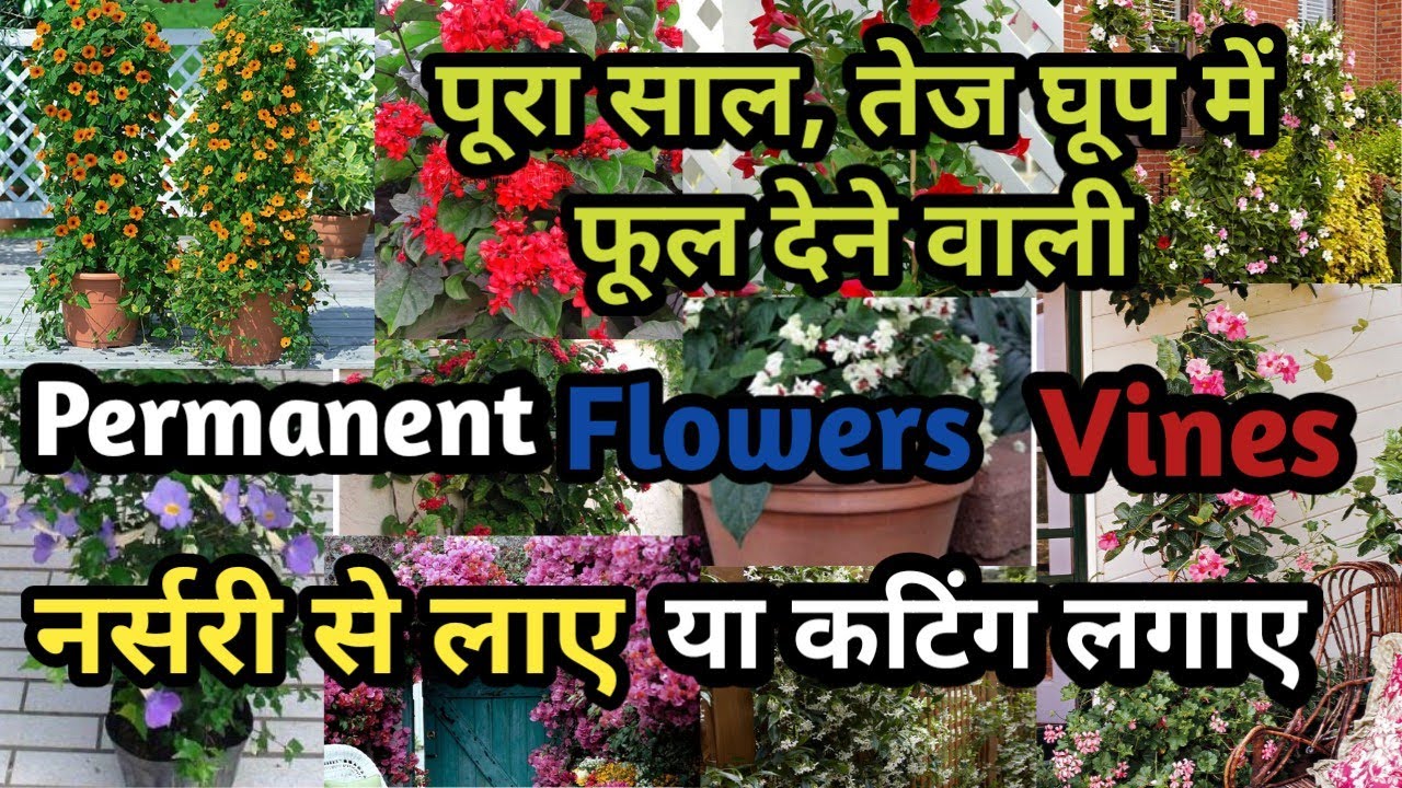 Permanent Flowering Vine In India || ऐसी फूलों वाली बेले जिसे बार बार ...
