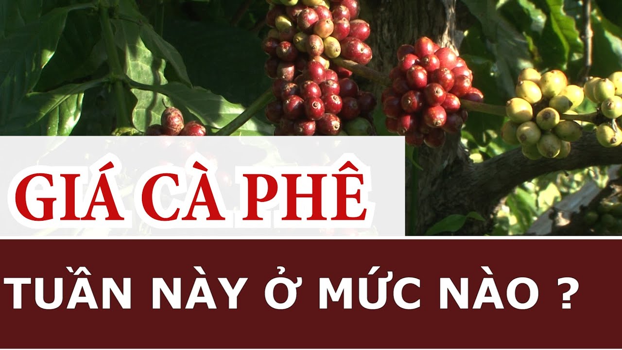 GIÁ CÀ PHÊ CÒN Ở MỐC 130.000 ĐỒNG/KG? - YouTube