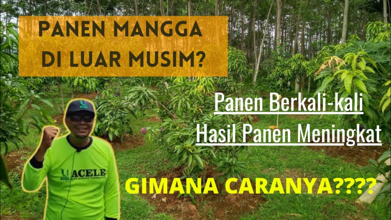 PANEN MANGGA DILUAR MUSIM? PETANI MANGGA SUKSES DENGAN NUTRISI TERBAIK ...