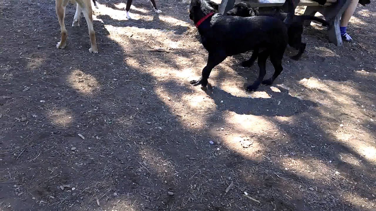 Black Lab Puppies Playing at the Dog Park - YouTube