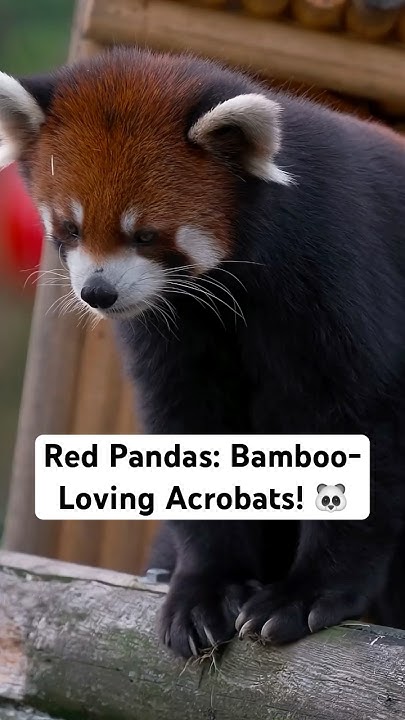 Red Pandas: Bamboo-Loving Acrobats! 🐼 - YouTube