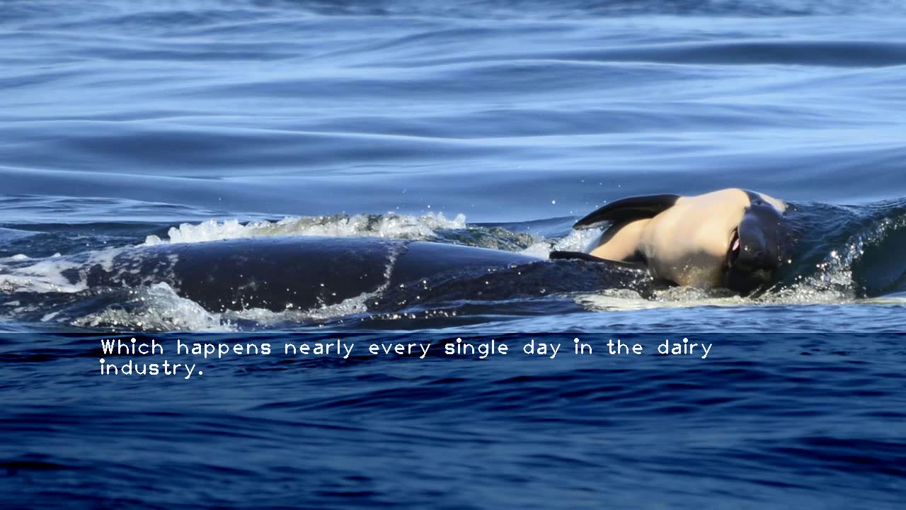 What a killer whale teaches us about cows dairy and humanity - YouTube