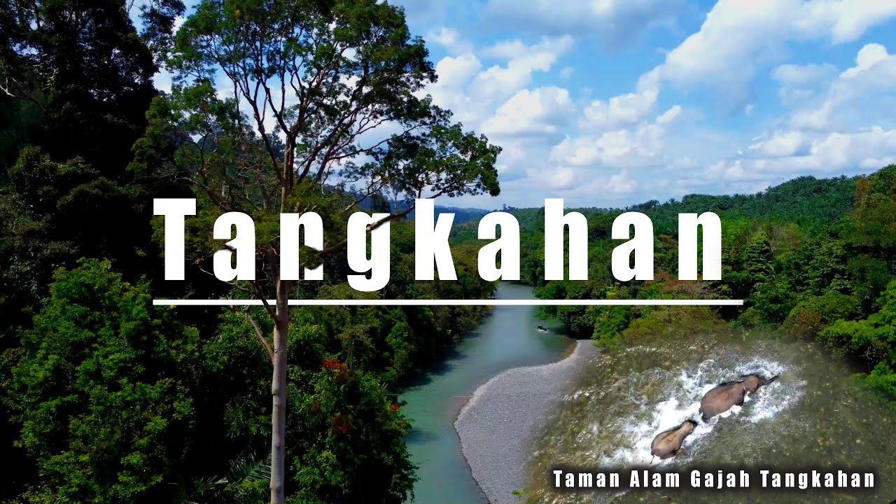 Wisata Alam Tangkahan, Habitan Gajah Tangkahan | trip #travel #trip ...