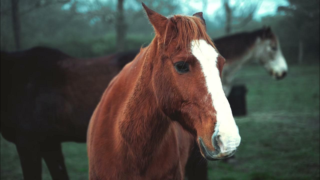 Horse Stock Footage - Horse Free Stock Videos - Horse No Copyright ...