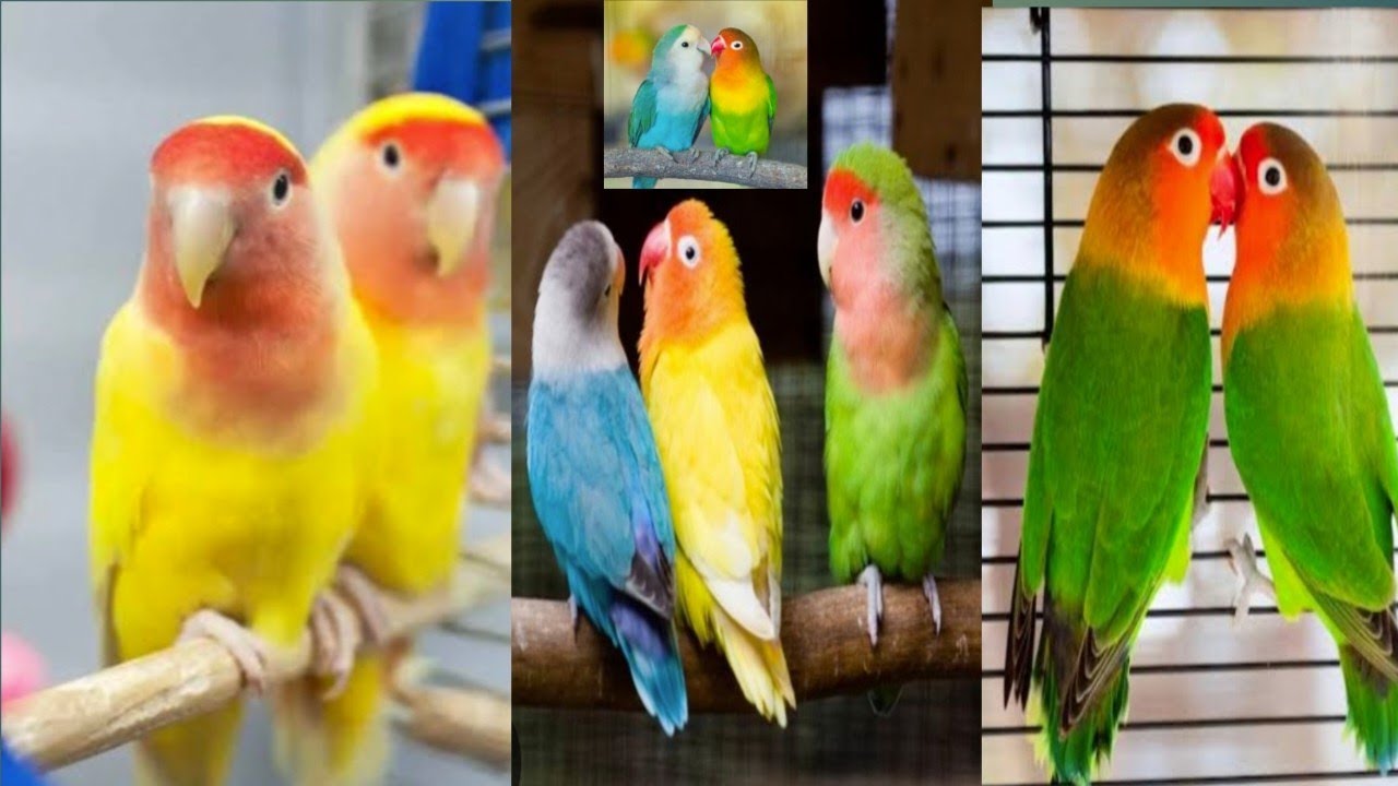 My beautiful lovebird nice singing and dancing and playing - YouTube