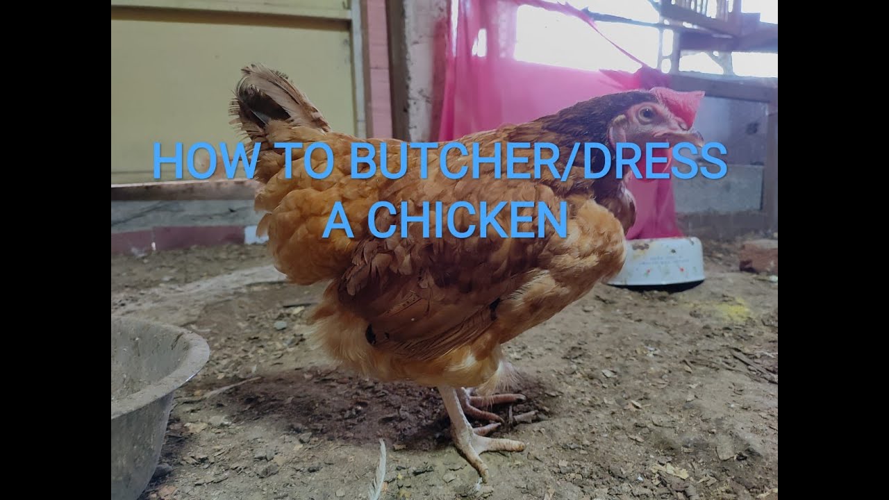 HOW TO BUTCHER / DRESS A CHICKEN || MIZO VERSION || - YouTube
