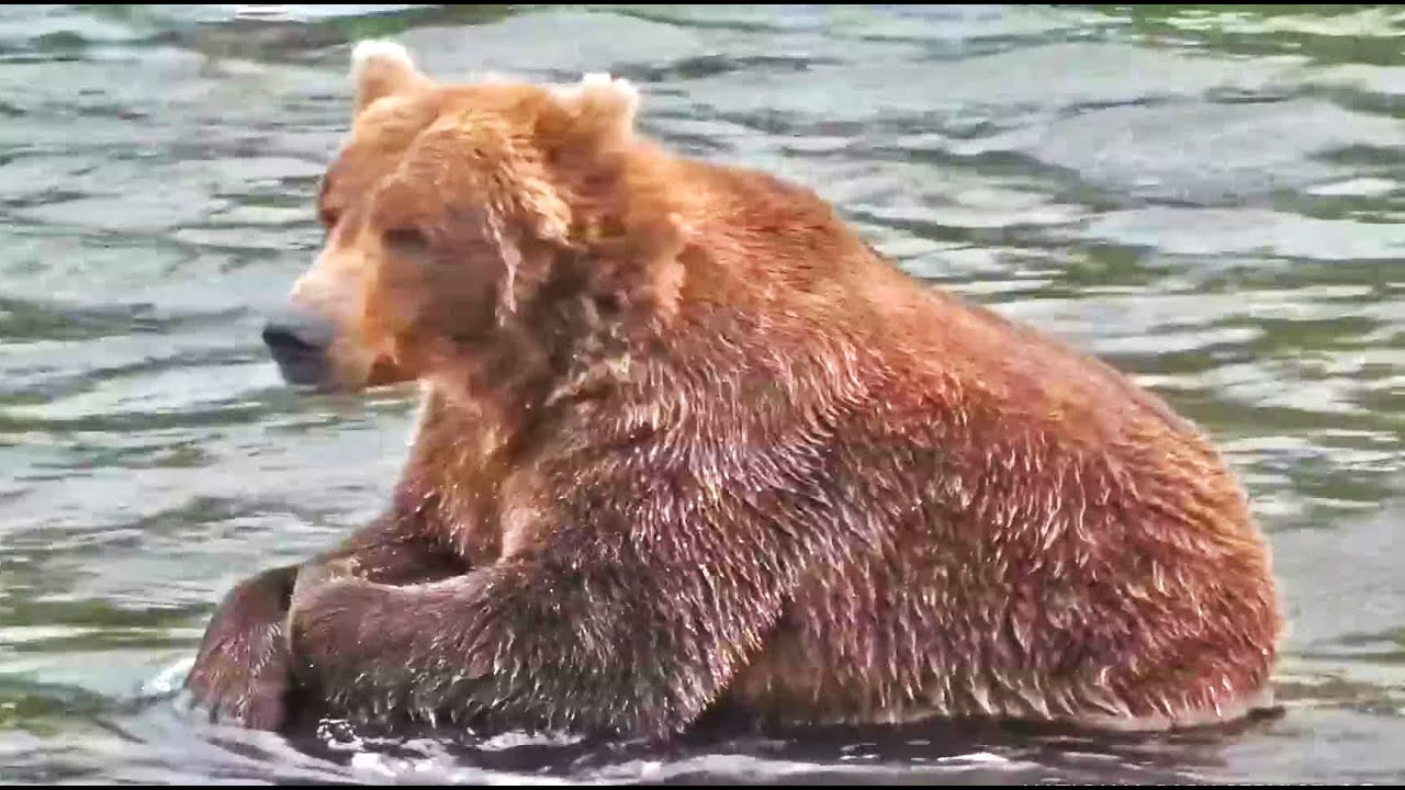 Bear 164 Bucky Dent 2022 Explore Org 1 - YouTube