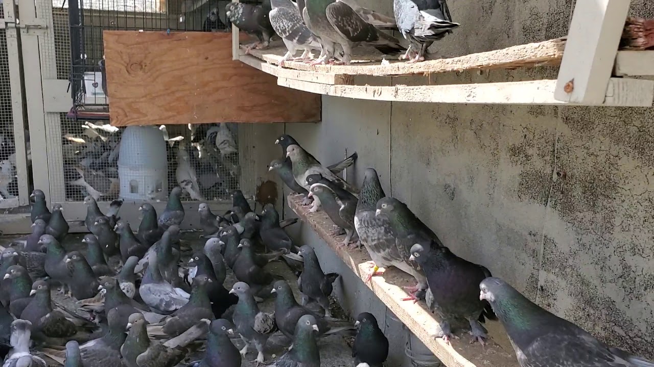 Iraqi pigeons in usa - YouTube