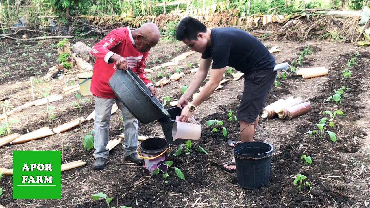 PAGTATANIM NG TALONG | BACKYARD GARDEN | EGGPLANT PLANTING | APOR FARM ...