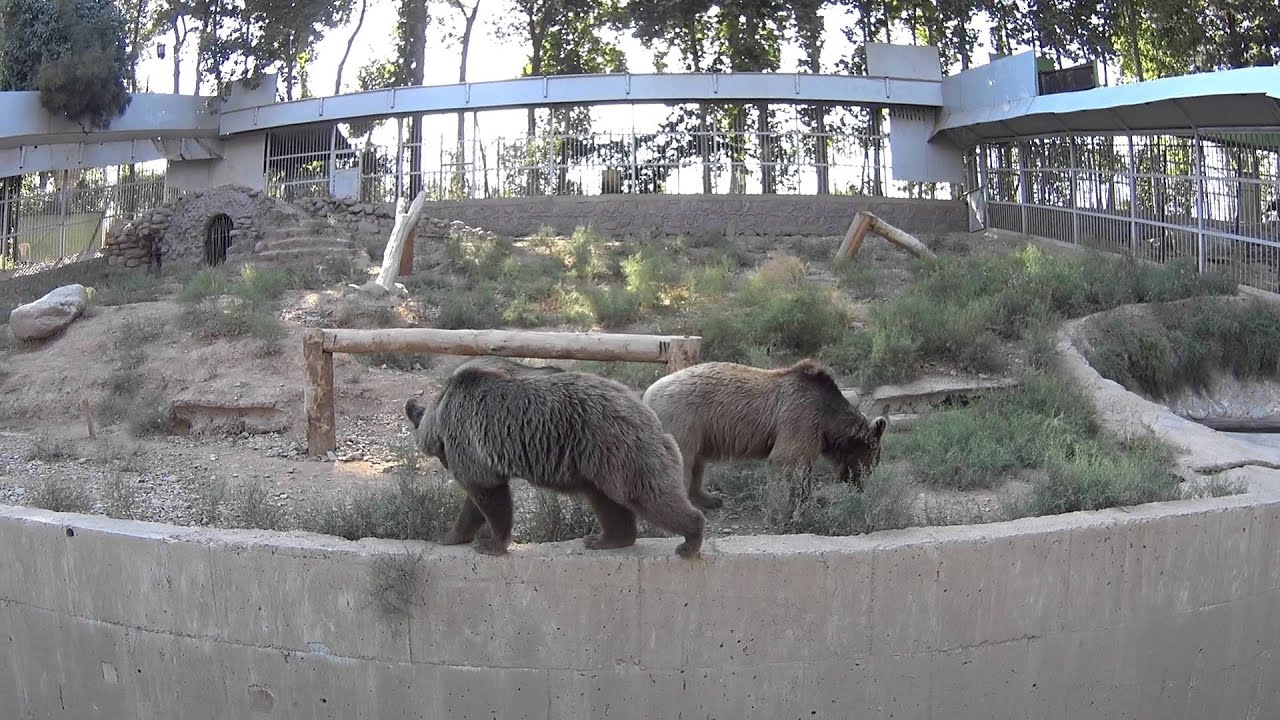 A day in Tehran's zoo - YouTube