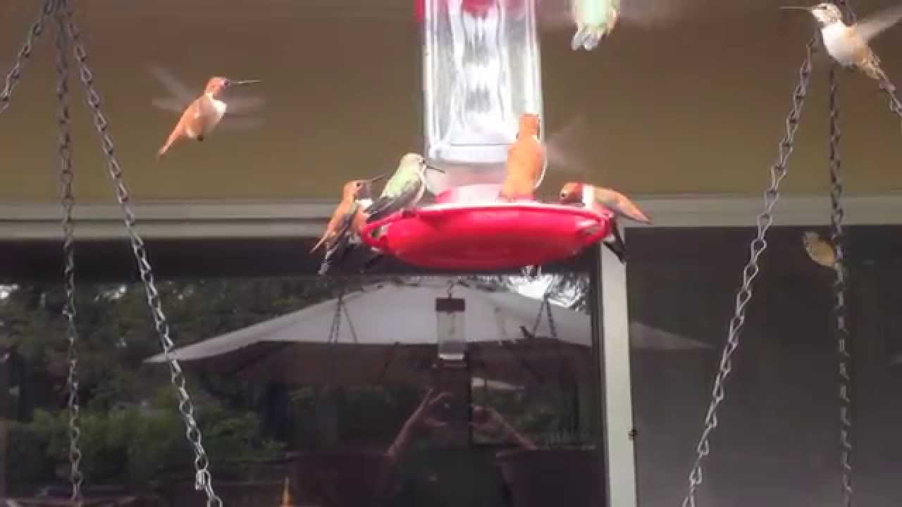 Anna and Rufous Hummingbirds - YouTube