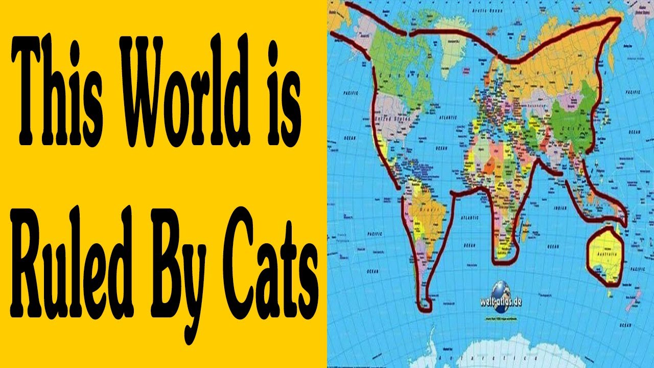 50 Funny And Relatable Cat Memes That Might Make You Want To Rescue A ...