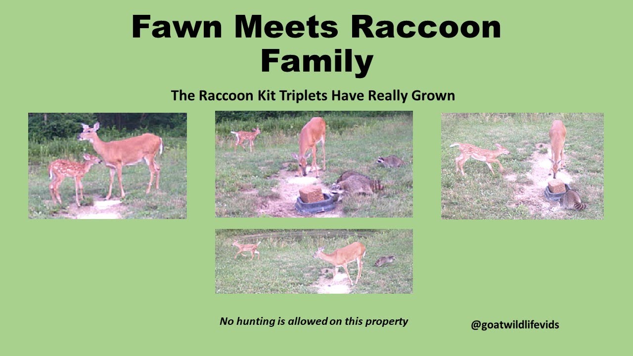 Fawn Meets Raccoon Family - YouTube