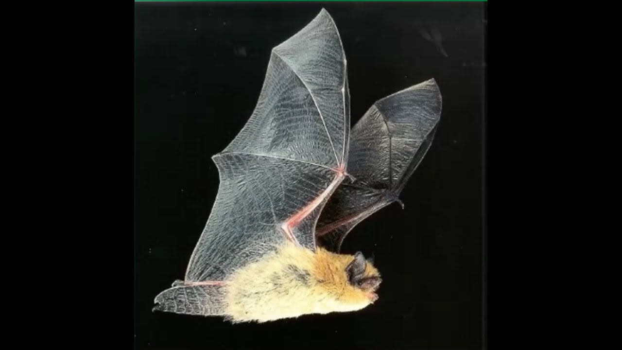 NSAS Presents A Bit about Bats with Corky Quirk 10 10 24 - YouTube