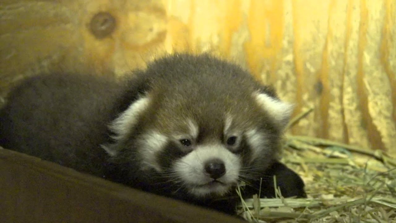 New Red Panda Cub - Cincinnati Zoo 2013 - YouTube