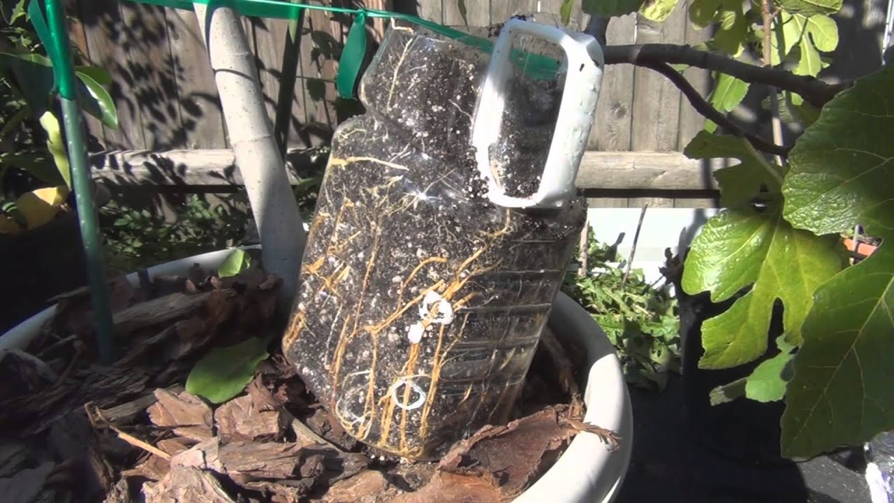 LSU Gold fig tree air layer propagation removal - YouTube