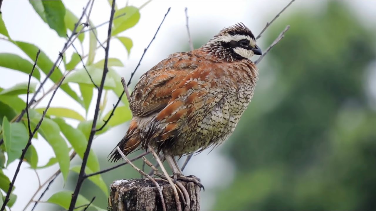 Fire Bird Management Benefits All Wildlife – TN WildCast 356 - YouTube
