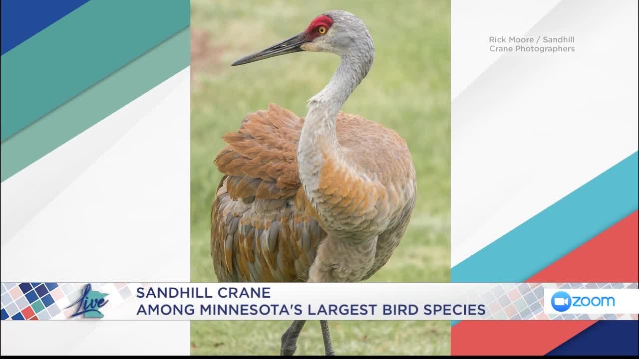 Facts about sandhill cranes with DNR resident game bird specialist ...