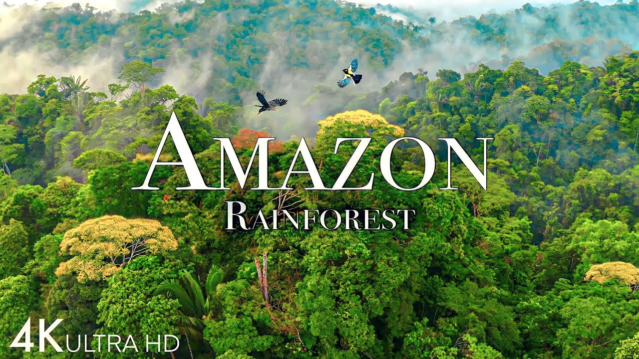 Amazon Rainforest | Wildlife Adventure | HD 4k video | By Facts Jibh ...