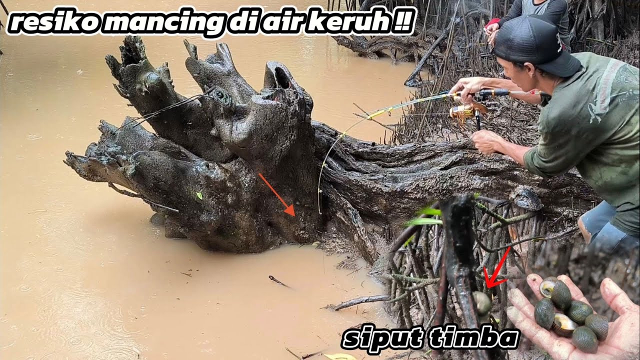 Mancing Ikan Sembilang Dan Mencari Siput Timba Bakau - YouTube