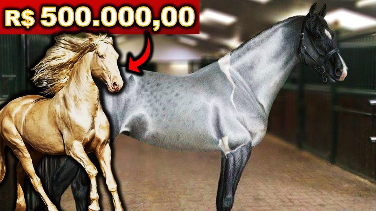 O RARO CAVALO DOURADO MAIS CARO DO MUNDO?! O Cavalo Akhal-Teke - YouTube
