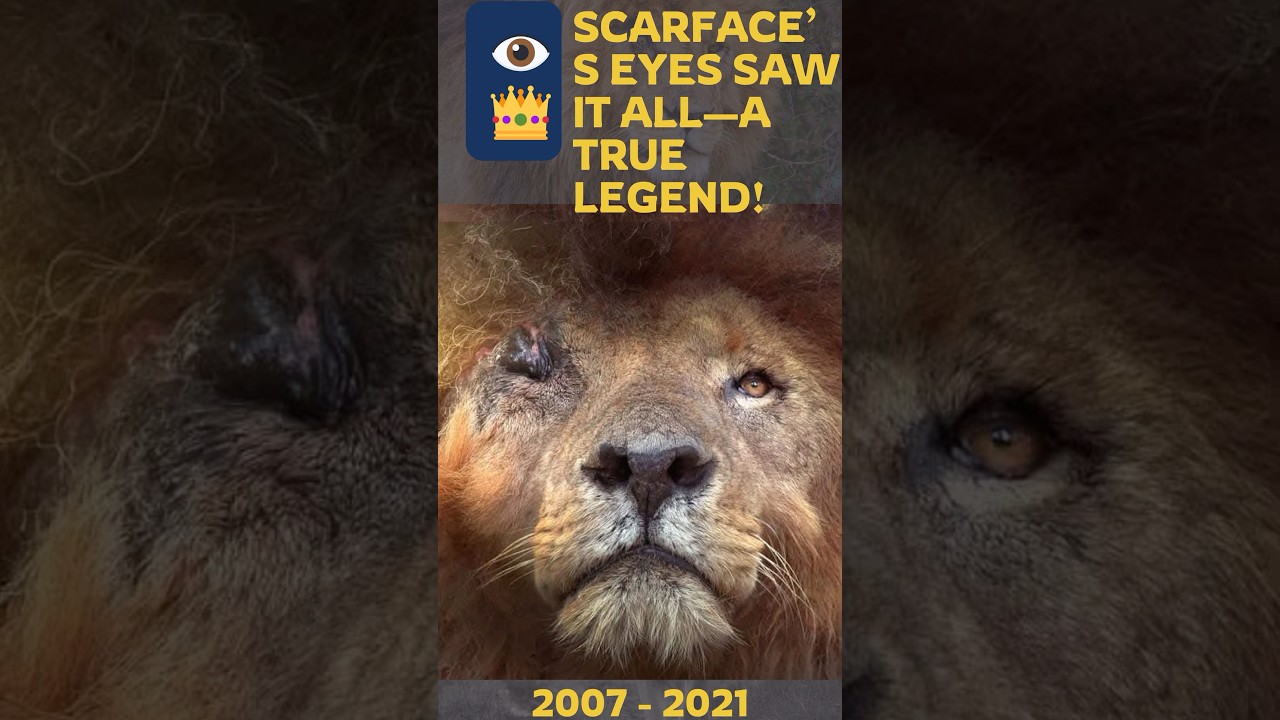 The legendary gaze of scareface🔥🦁#scarface #lion #eyesscareface - YouTube
