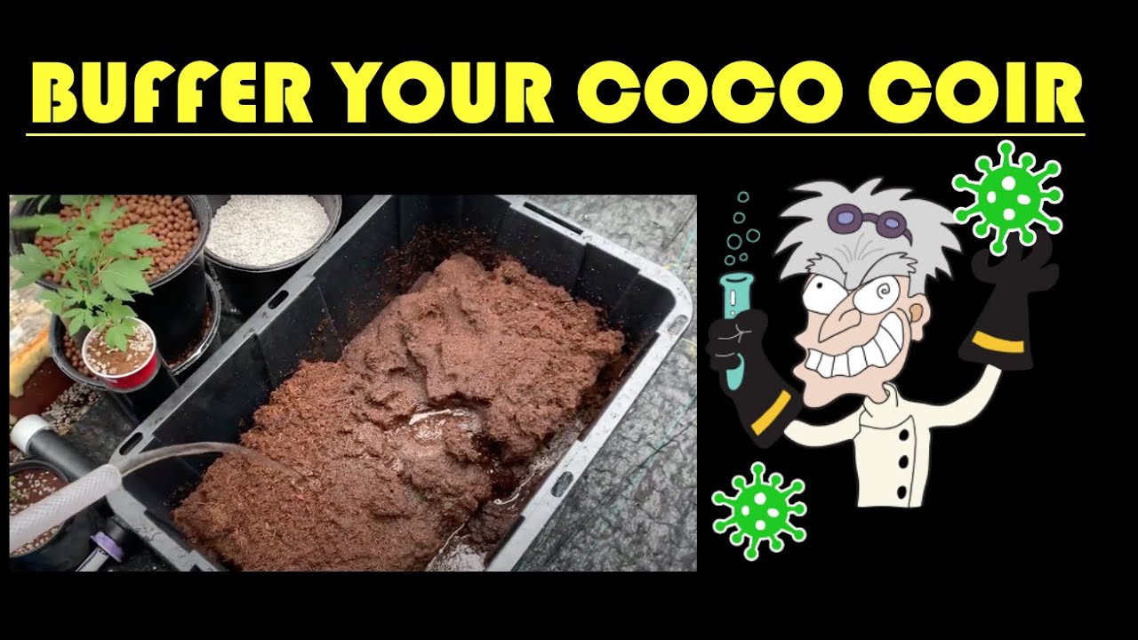 Buffering coco coir with cal-mag - YouTube